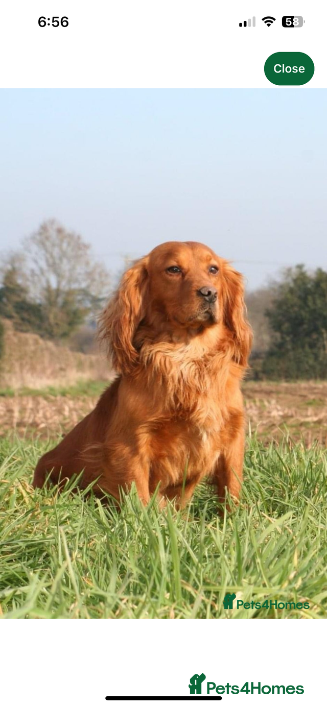 ⭐️🐶 KC REG- Red working cocker spaniel pups🐶⭐️ for sale in Stockport ...