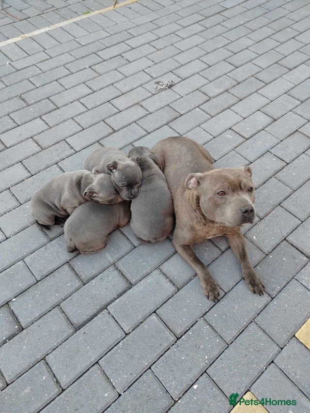 KC Reg Champions Bloodline Blue Staffy Puppies for sale in Wakefield ...
