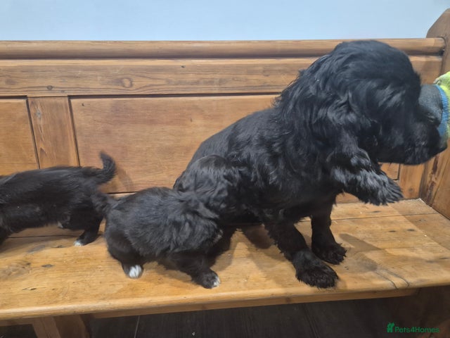 Corgi x Cocker Spaniel for sale in Godstone | Pets4Homes
