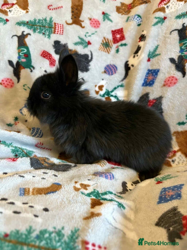 Baby rabbits ready now for sale in Tilbury | Pets4Homes