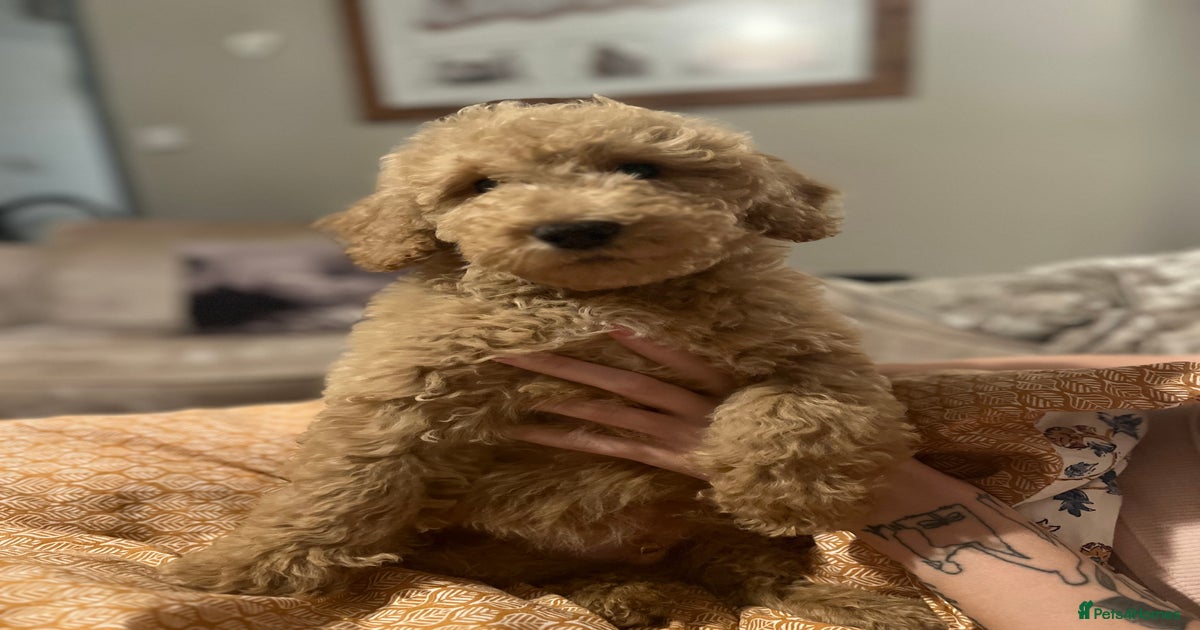 🌟Male Goldendoodle X 🌟Ready to leave for sale in Bromsgrove | Pets4Homes