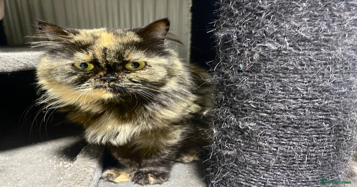 Rare persian adult girl for sale in Lewes | Pets4Homes