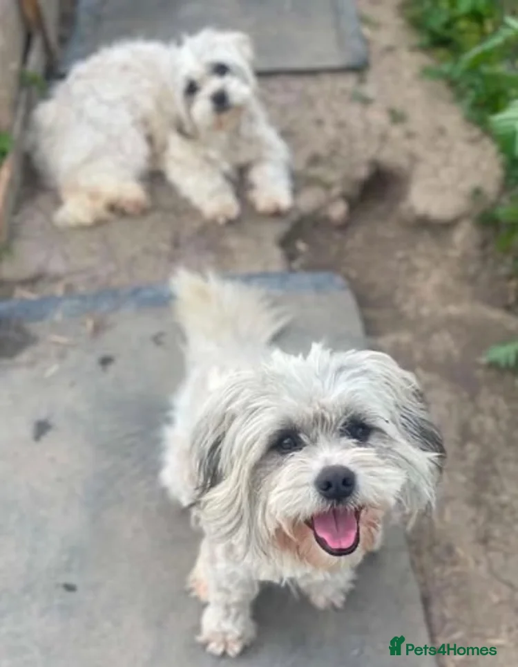 Millie & Max – Bonded Siblings for adoption in Nottingham | Pets4Homes