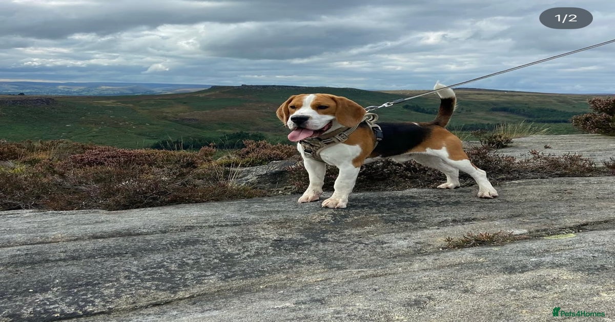 Full pedigree beagle stud for stud in Pontefract | Pets4Homes