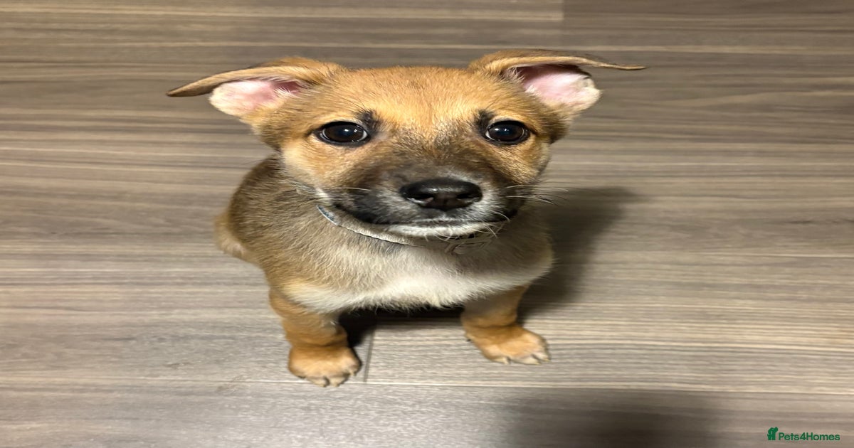 German Shepherd X Staffy Puppy for sale for sale in Chesterfield ...