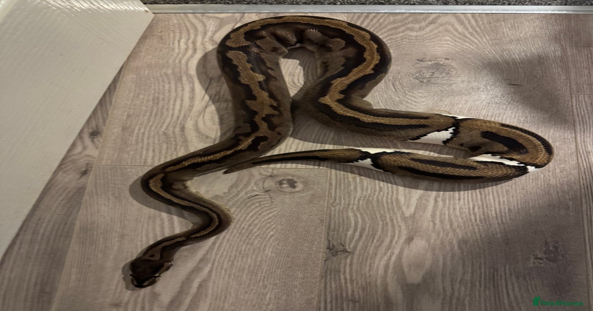 Adult Royal Pythons for sale in Spennymoor | Pets4Homes