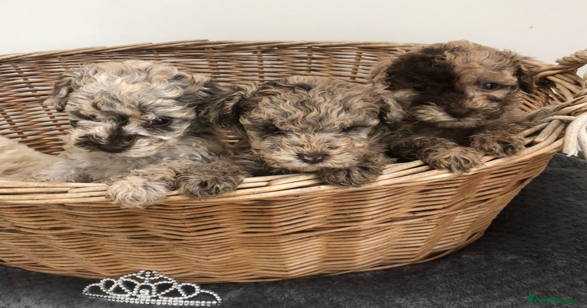 Top quality chocolate merle cavapoo puppies for sale in Broxbourne ...