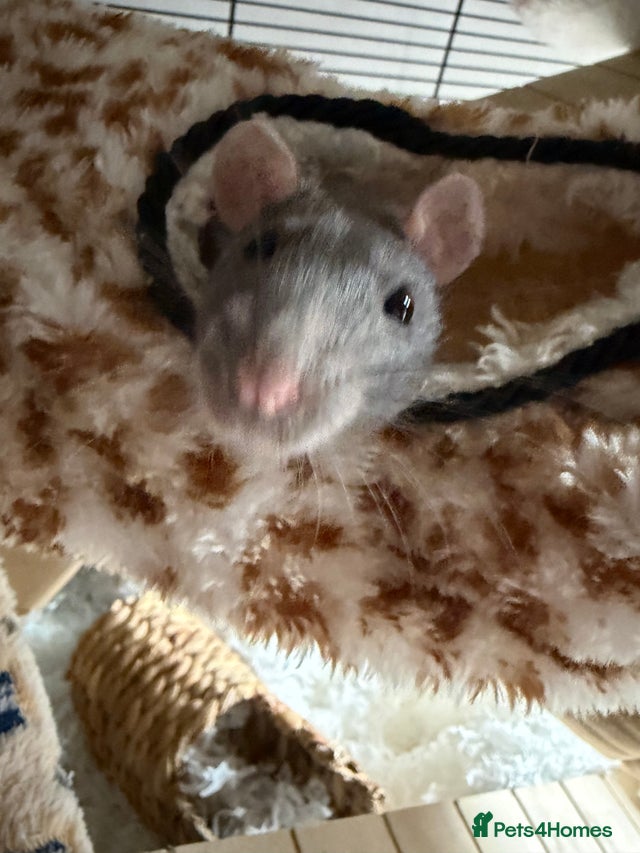 4 female dumbo rats + entire setup for sale in Brierley Hill | Pets4Homes