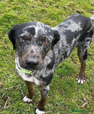 Free Dogs for adoption | Pets4Homes