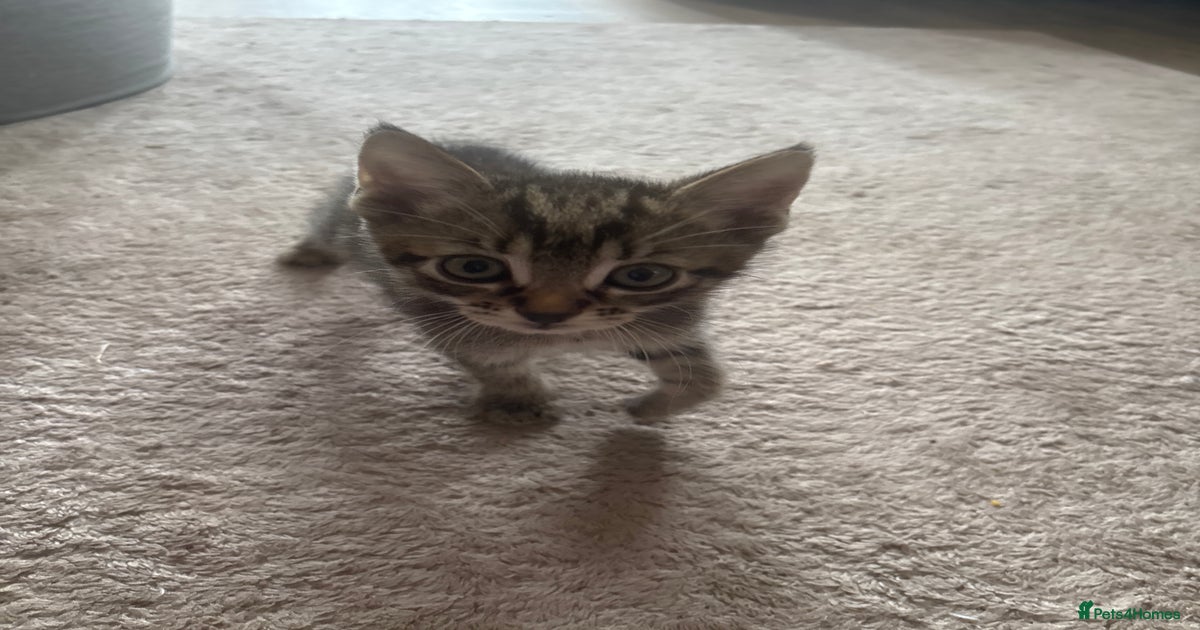Lovely little kittens for sale in Blackpool | Pets4Homes