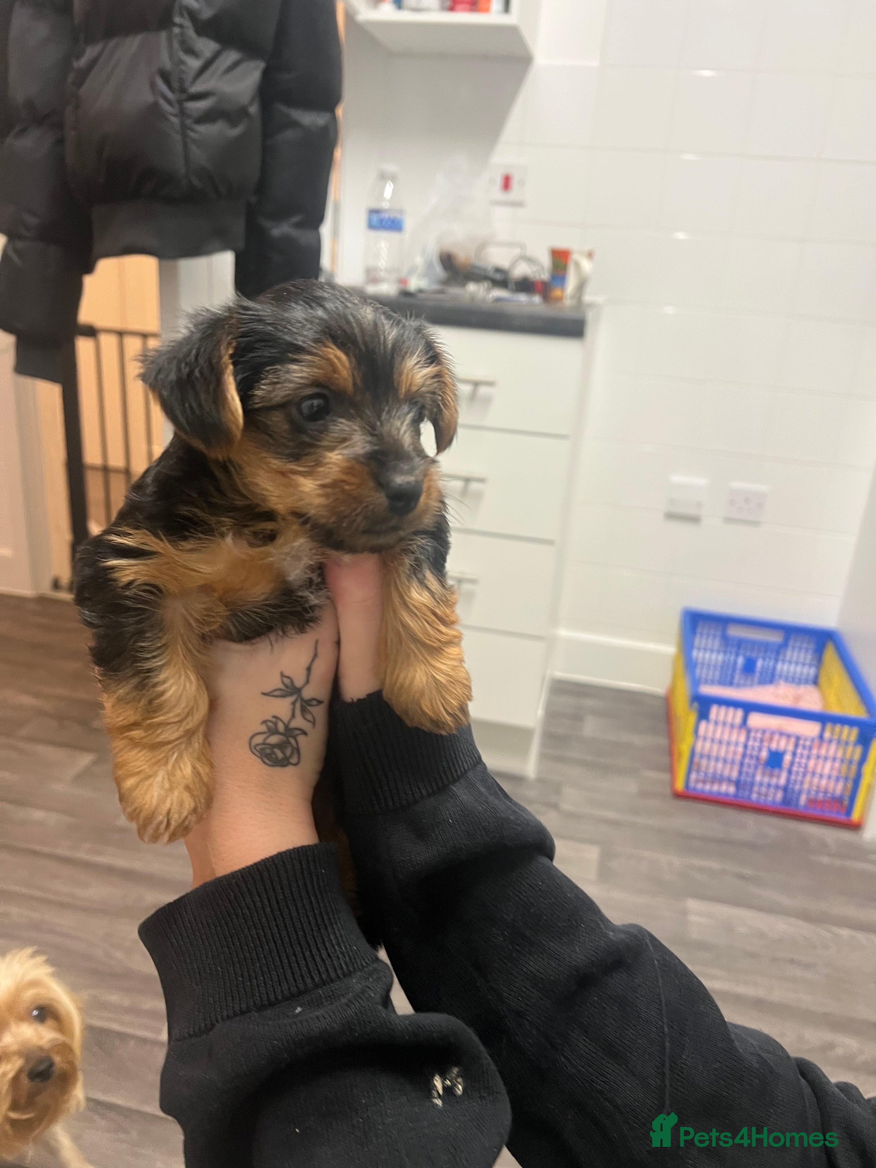 Female Yorkie pup for sale for sale in Braintree | Pets4Homes