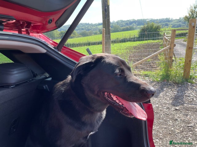 Labrakita Male 9 months for sale in Bristol | Pets4Homes