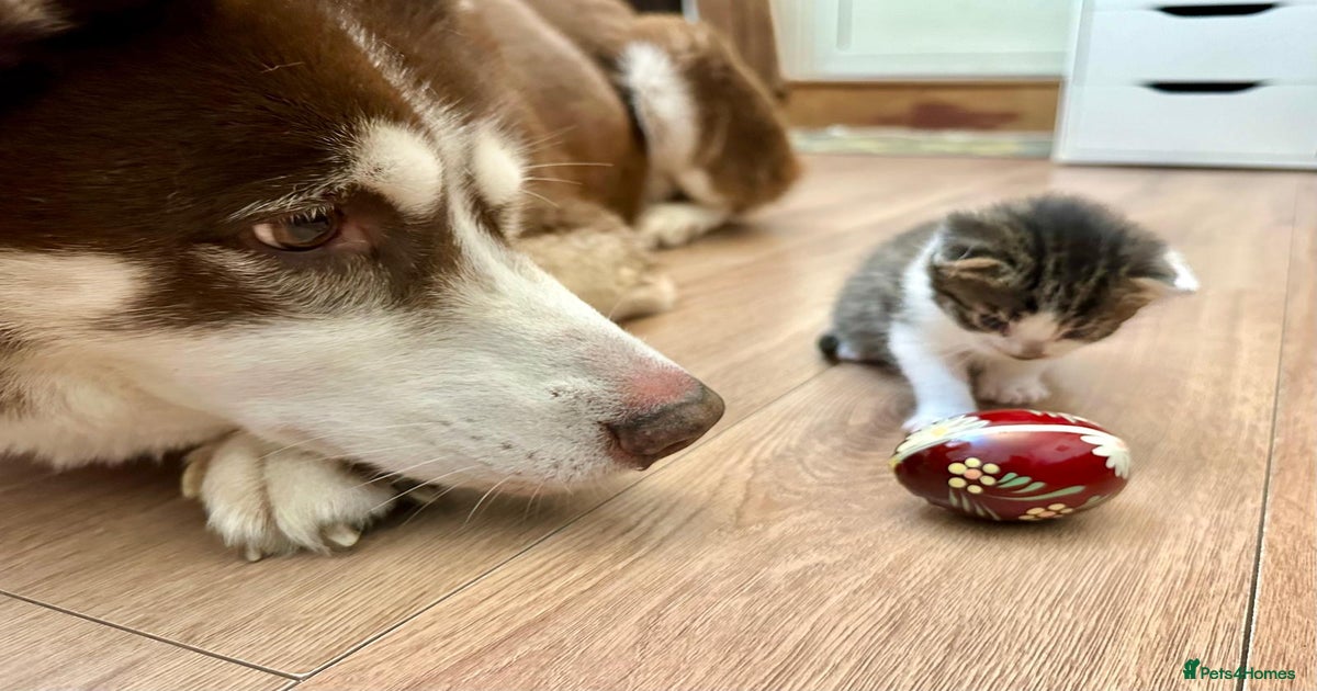 Dog friendly kittens from 1/2 Siamese mum for sale in London | Pets4Homes