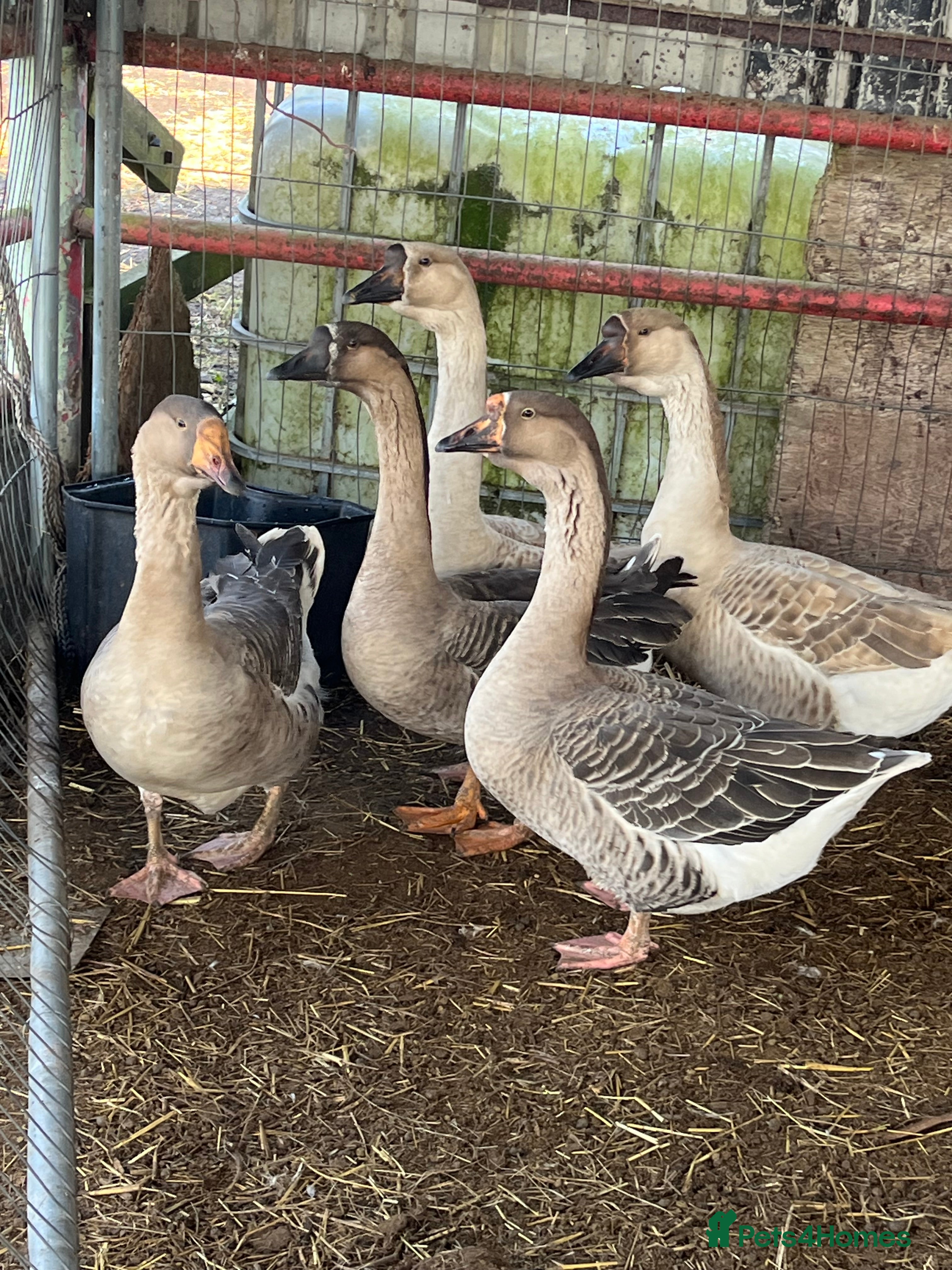 Ducks and Geese for sale in Leighton Buzzard | Pets4Homes