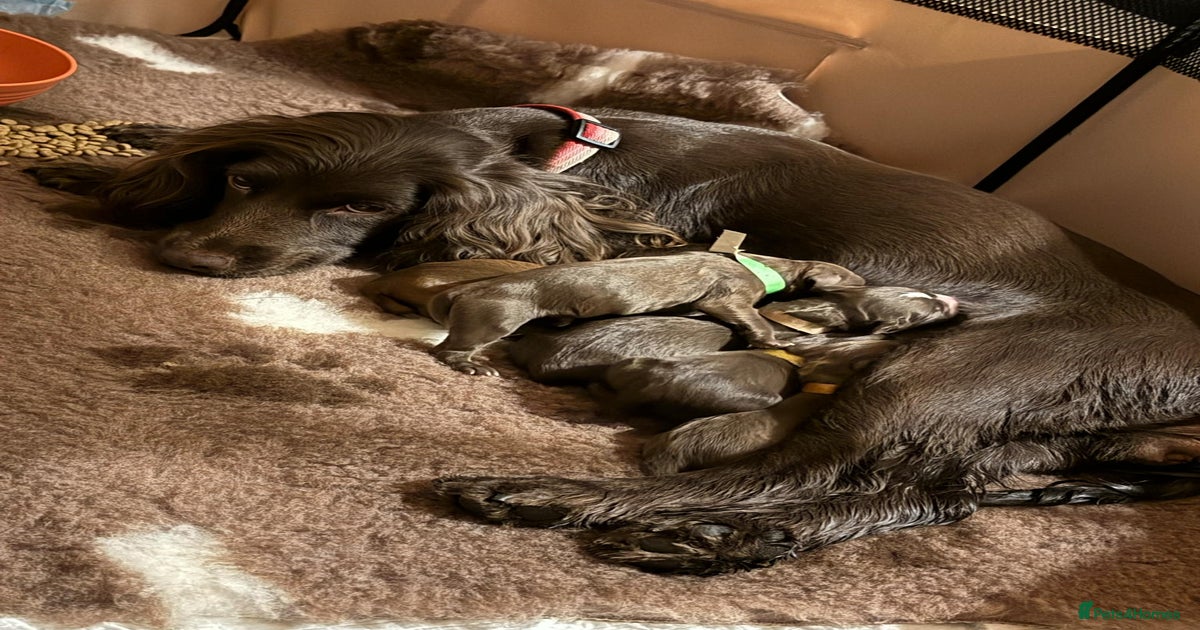 Perfect Sprocker Spaniel Pups (From Working Lines) for sale in Norwich ...