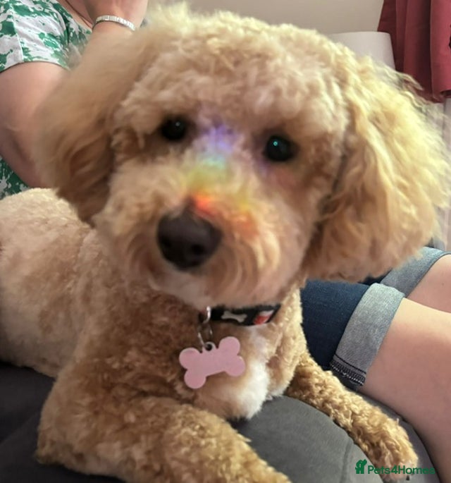 Beautiful mini poodle x bichon frise puppies for sale in Chinnor ...