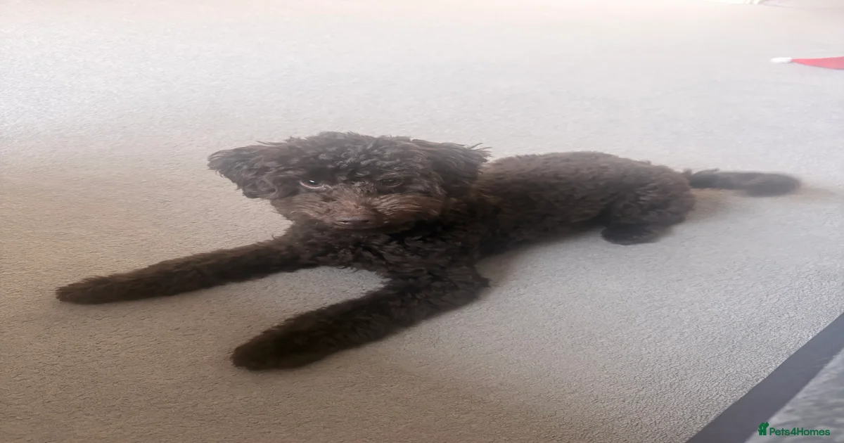 Male 7 months Toy poodle, Chocolate for sale in Waltham Cross | Pets4Homes