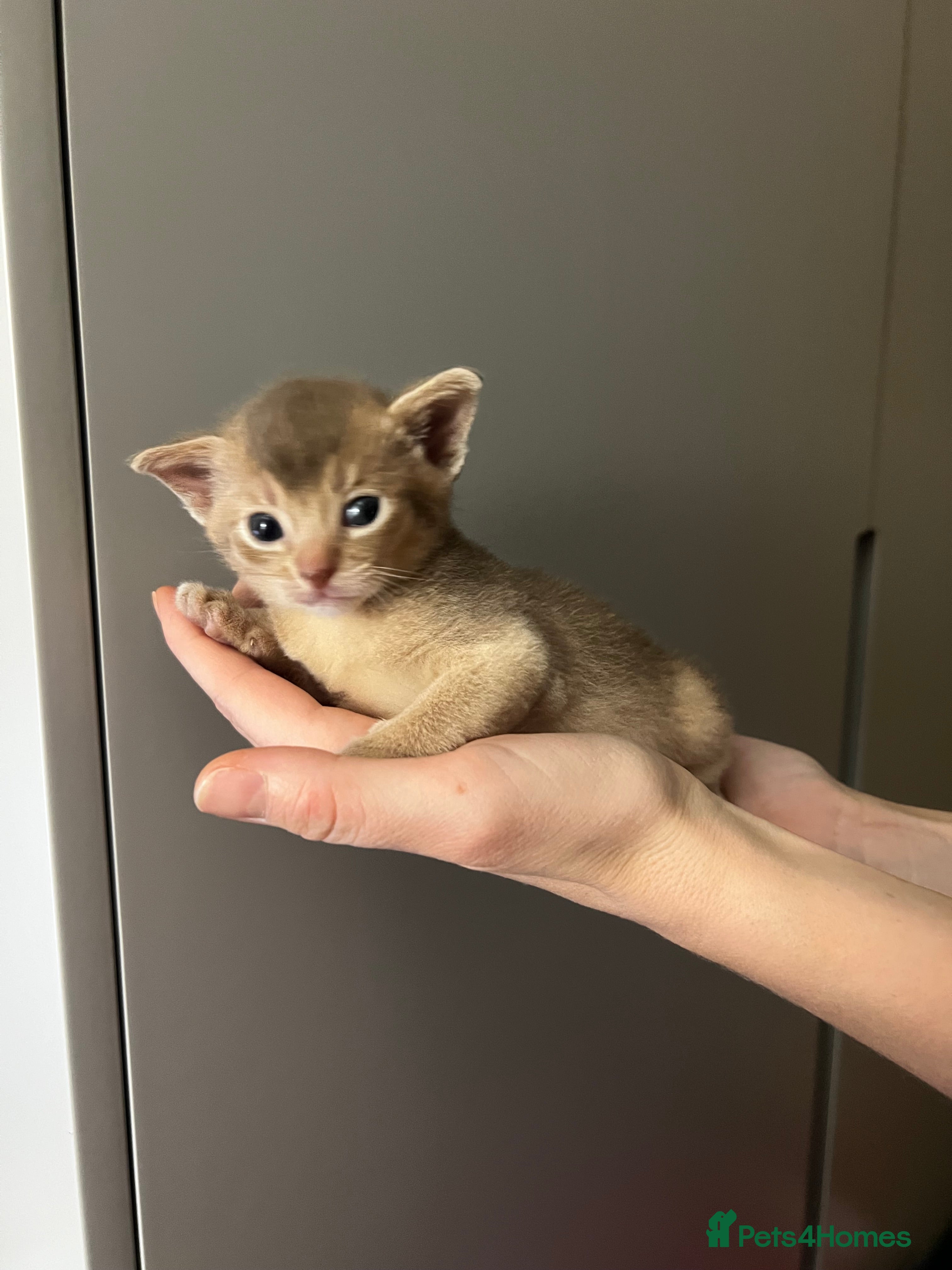 Pure Abyssinians Kittens for sale in Watford | Pets4Homes