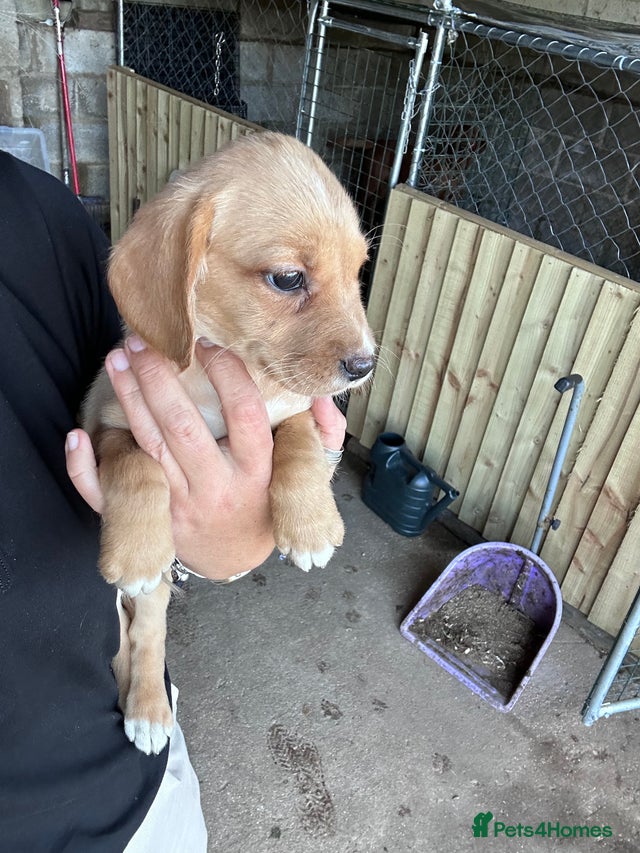 Perfect Cockerdor Puppies- Tiny Lab like for sale in Pickering | Pets4Homes