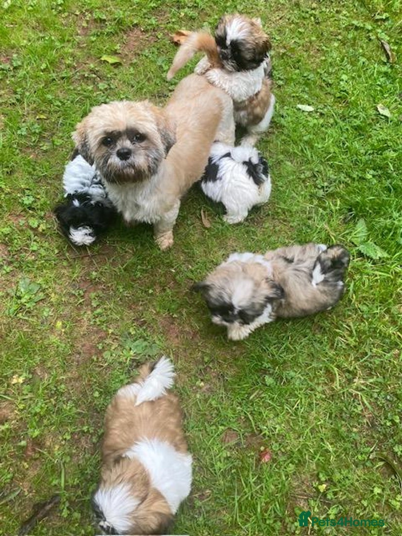 Pure bred pedigree shih tzus, standard size for sale in Crediton | Pets4Homes