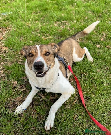 Free Dogs for adoption | Pets4Homes