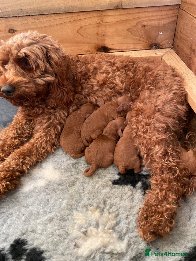 Fox Red Cockapoo puppies looking for forever homes for sale in | Pets4Homes
