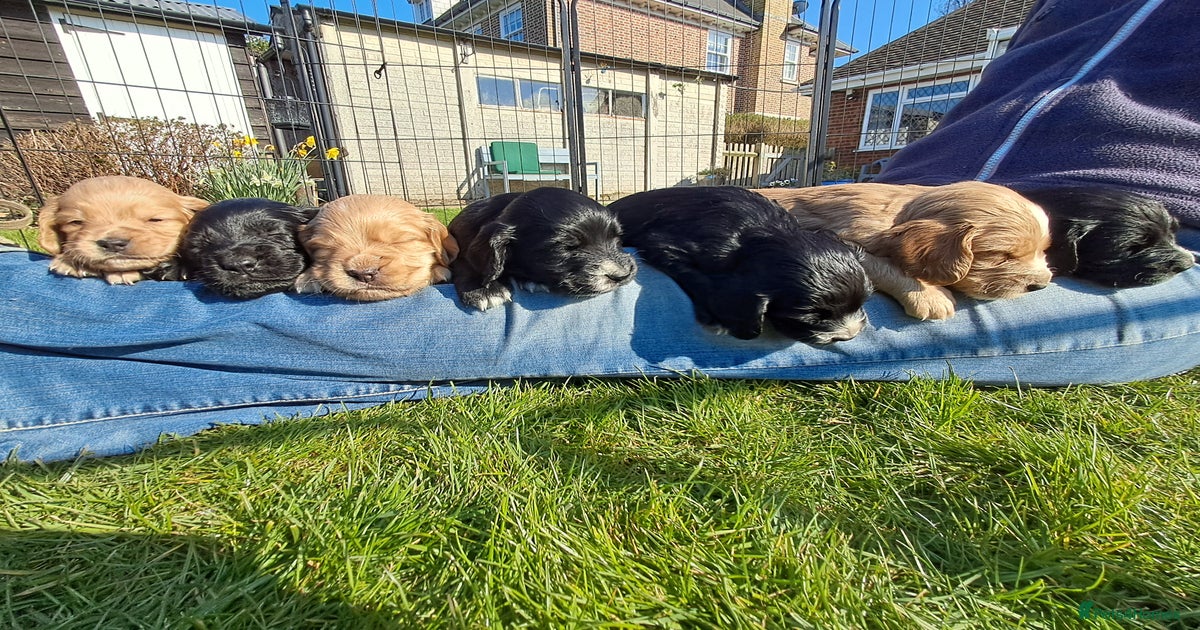 Working Cocker Puppies for sale for sale in Maidstone | Pets4Homes