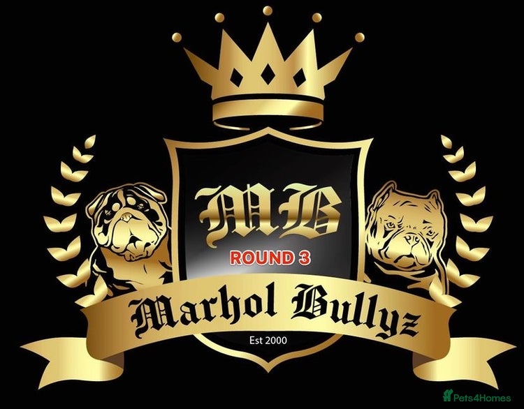 MARHOL BULLYZ | Pets4Homes