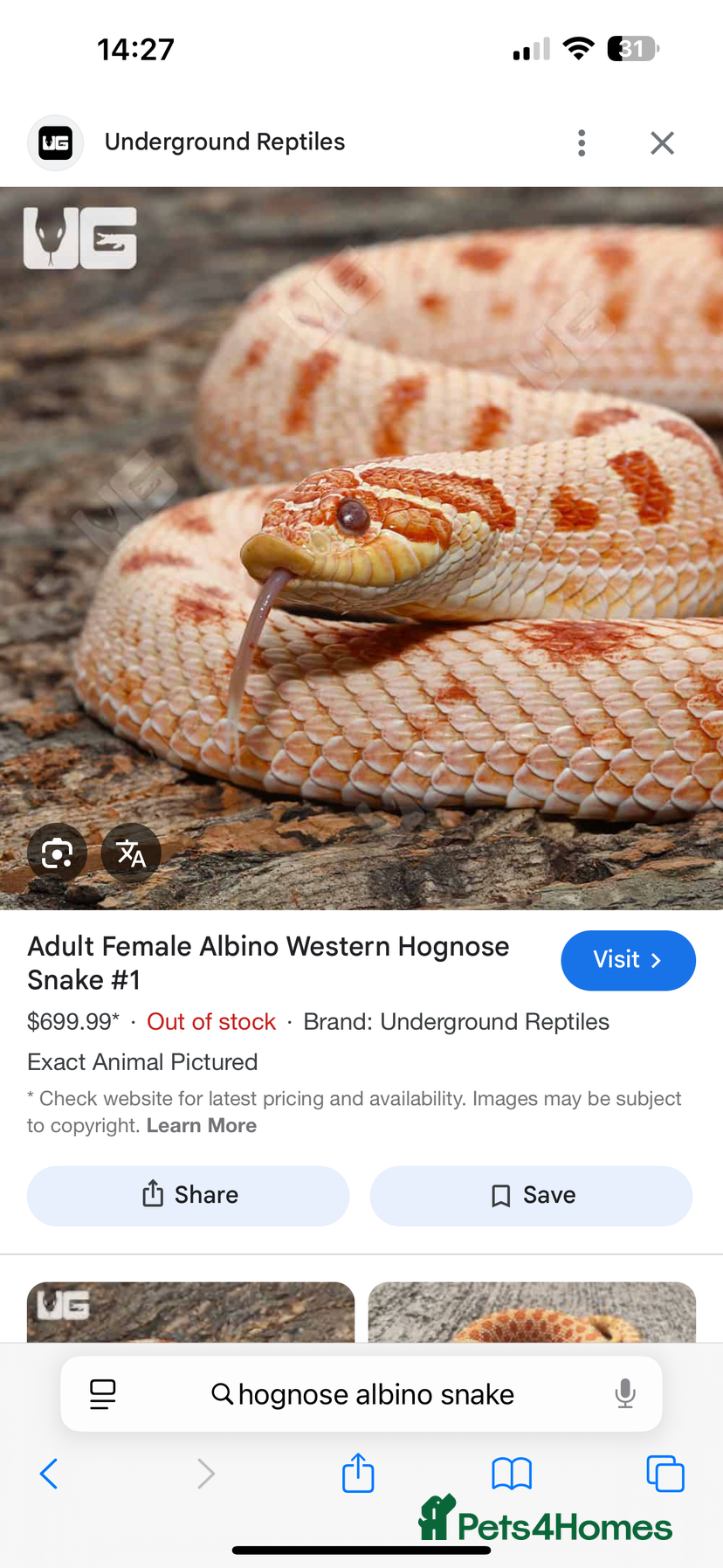 Hognose albino snake for sale in Manchester | Pets4Homes