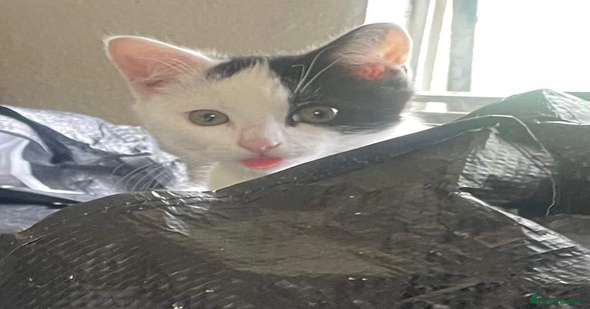 14 week old cat (very calm but is quite sensitive) for sale in ...