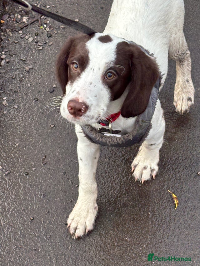 Cockerdor for sale in Port Talbot | Pets4Homes