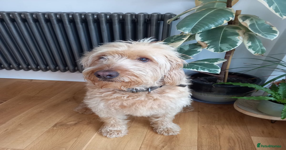 Apricot Labradoodle - Male - Buddy! for sale in Hull | Pets4Homes
