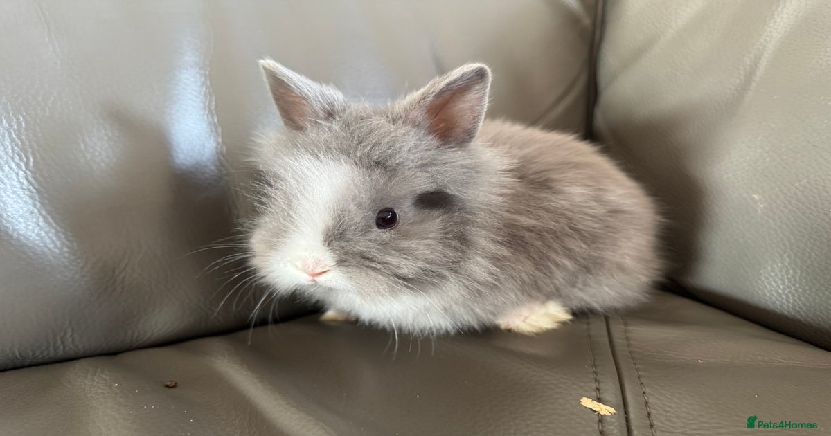 Stunning Male Lionhead Rabbit Bunny Grey and White for sale in ...