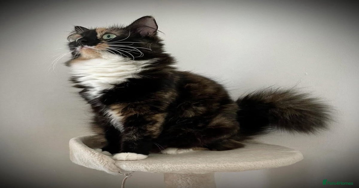 Ragdoll Cross kittens for sale in Motherwell | Pets4Homes