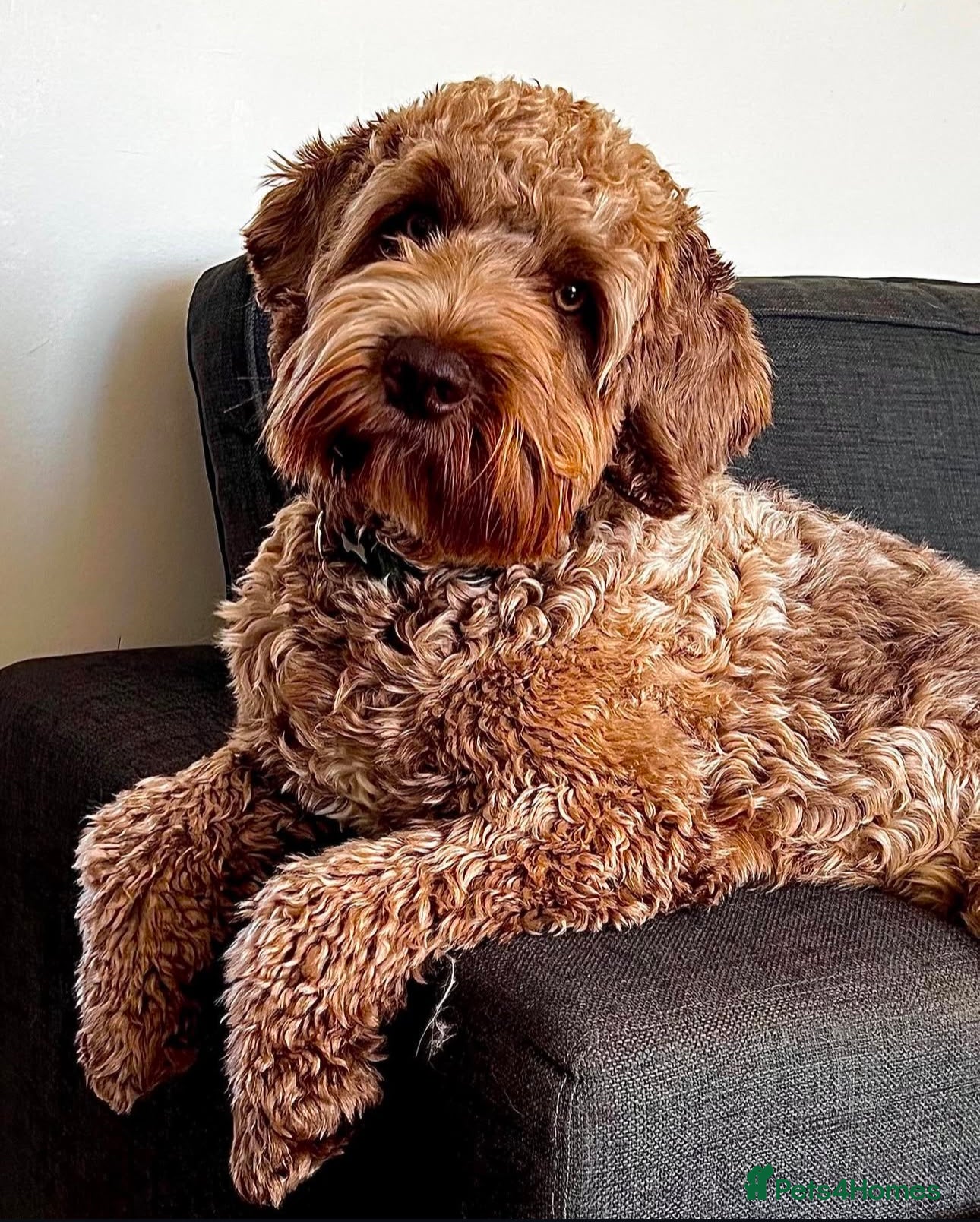 F2 Cockapoo for STUD for stud in Wakefield | Pets4Homes