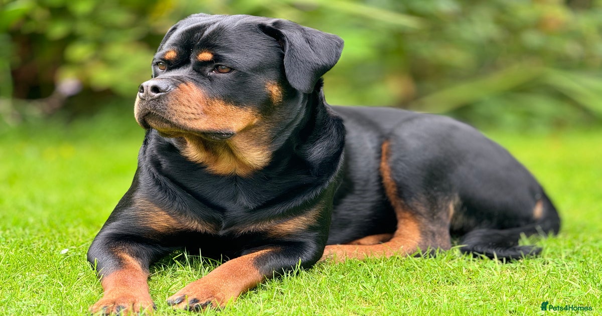 2 yr old Female KC Registered Rottweiler for sale in Stafford | Pets4Homes