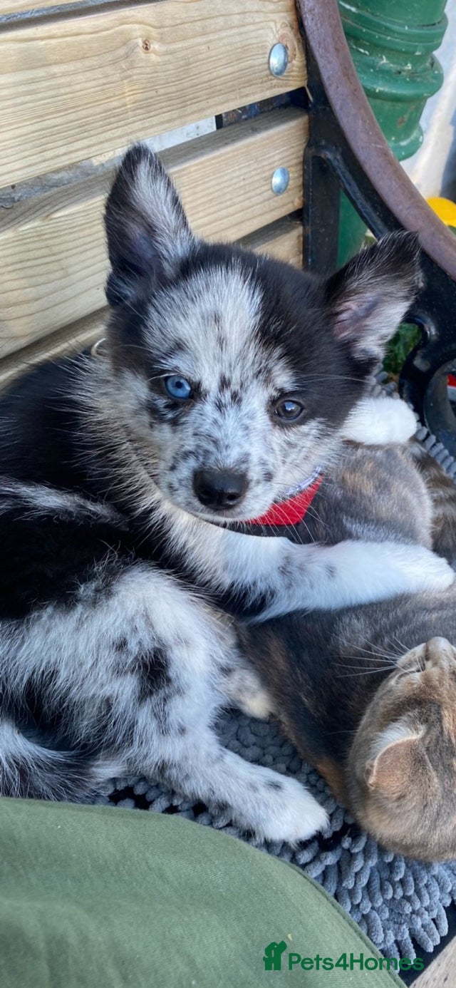 Beautiful female pomsky for sale in Burntwood | Pets4Homes