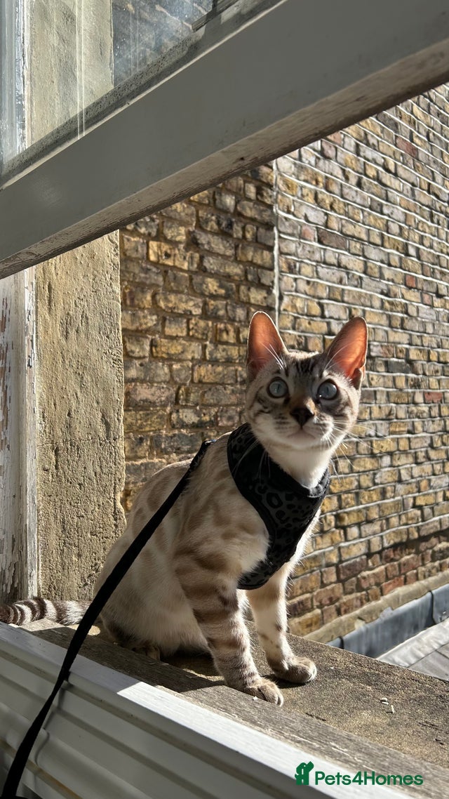Beautiful Bengal for Sale – Leash Trained for sale in London | Pets4Homes