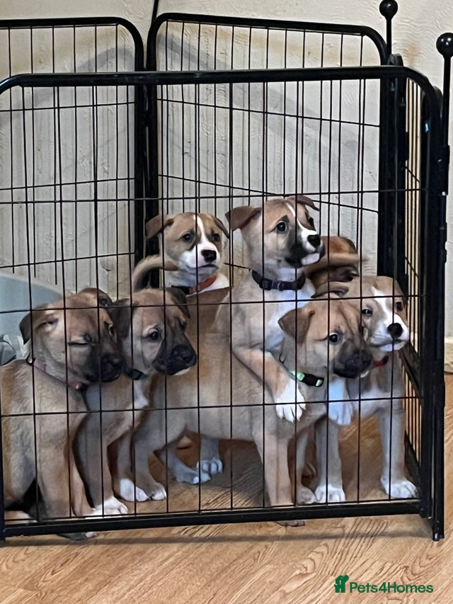5 beautiful pups remaining 🩷💙 for sale in Bradford | Pets4Homes