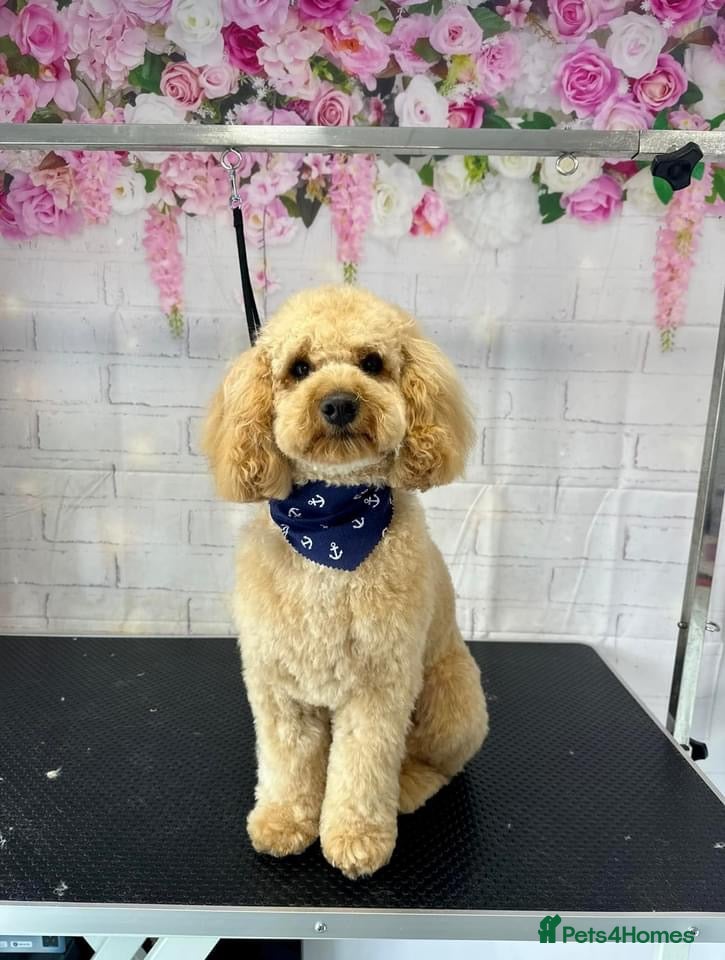 Our beautiful Kesi F1b Cockapoo stud only for stud in Wigan | Pets4Homes