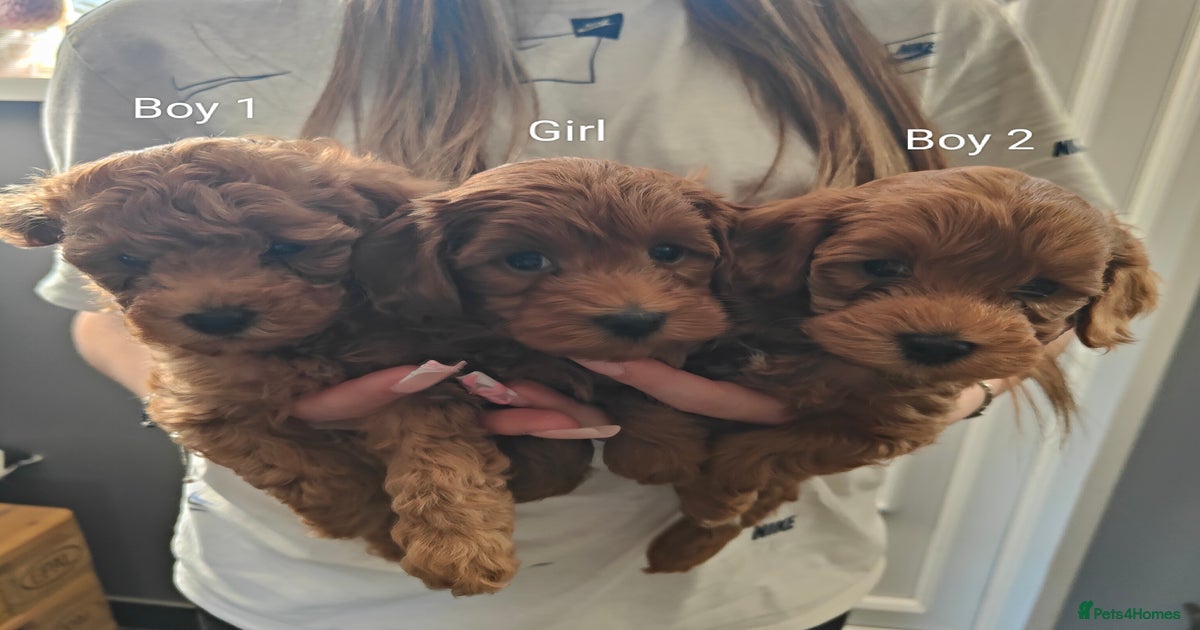 Beautiful Extra Small Red Maltipoo for sale in Sidcup | Pets4Homes