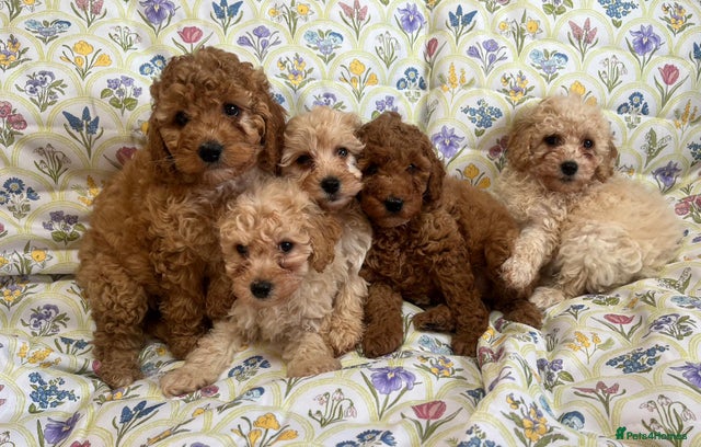 Cavapoo puppy's for sale in Barking | Pets4Homes