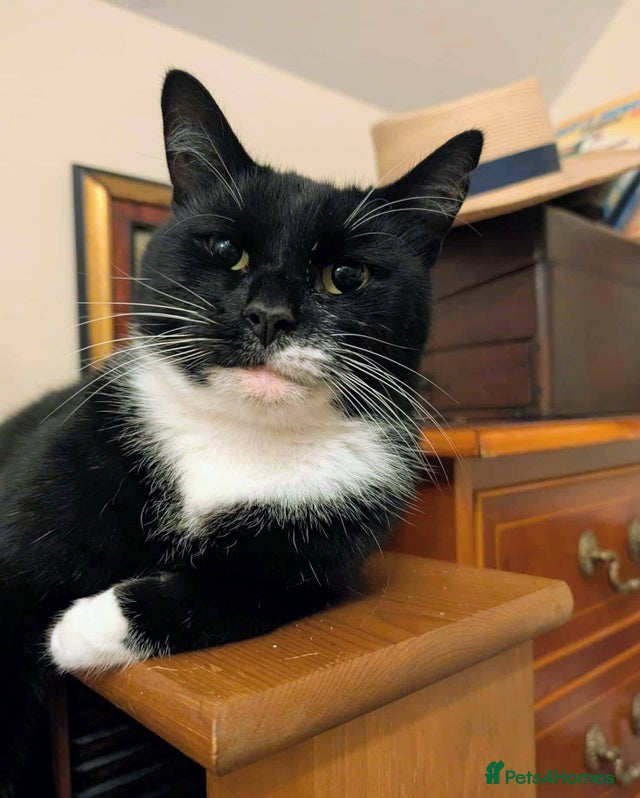 Meet Ninja for adoption in Torquay | Pets4Homes