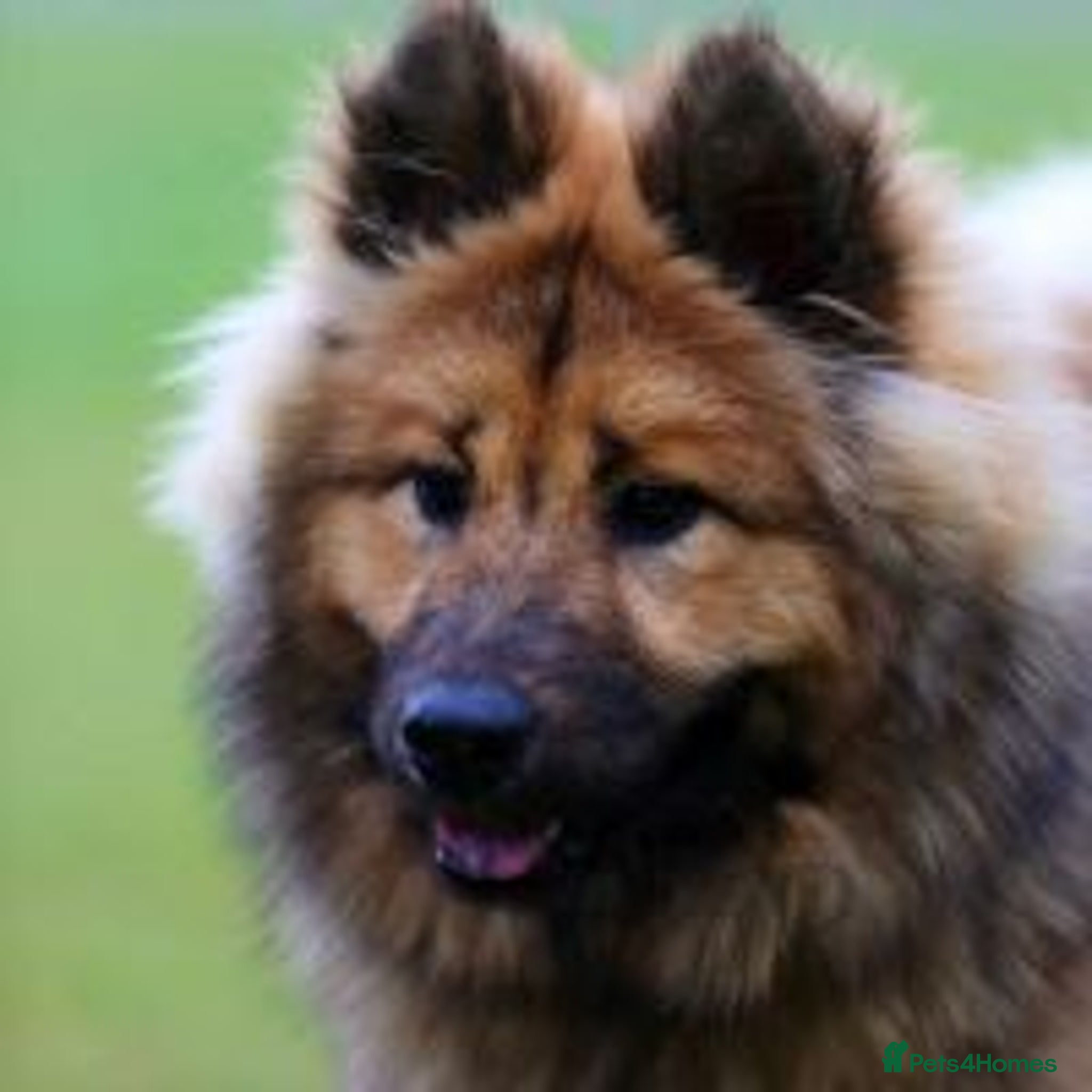 Eurasier Dogs Breed - Information, Temperament, Size & Price | Pets4Homes