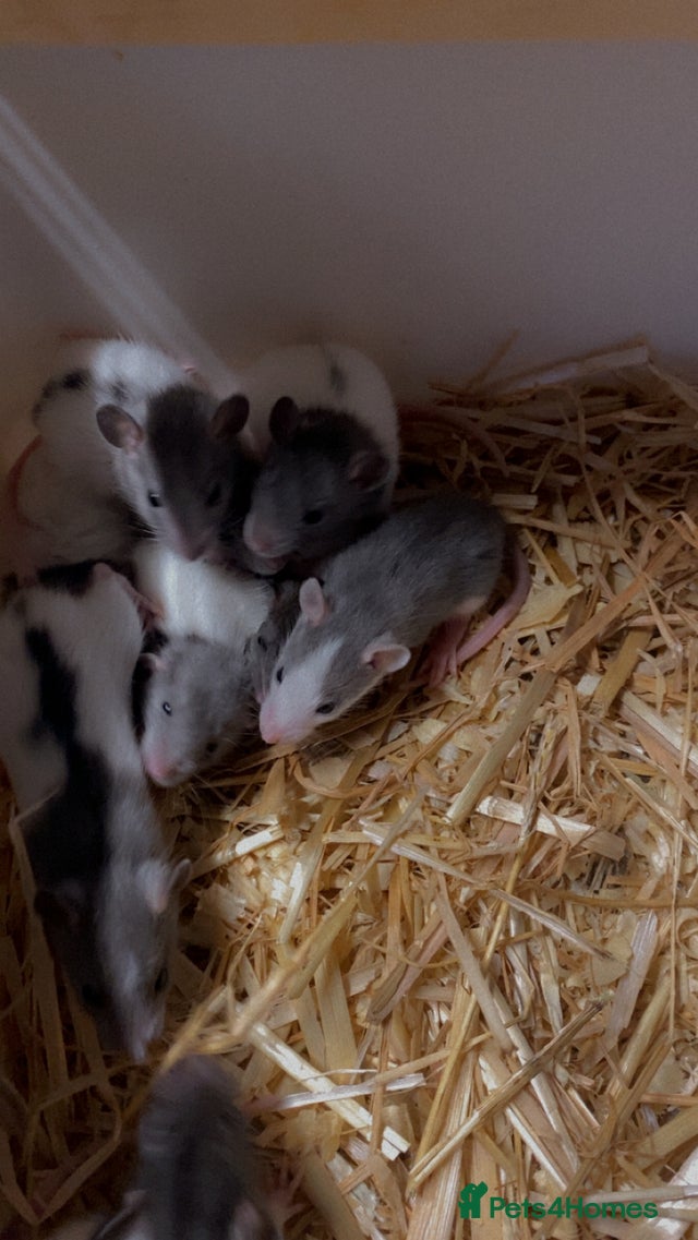 Good verity of male and female baby rats for sale in Goole | Pets4Homes