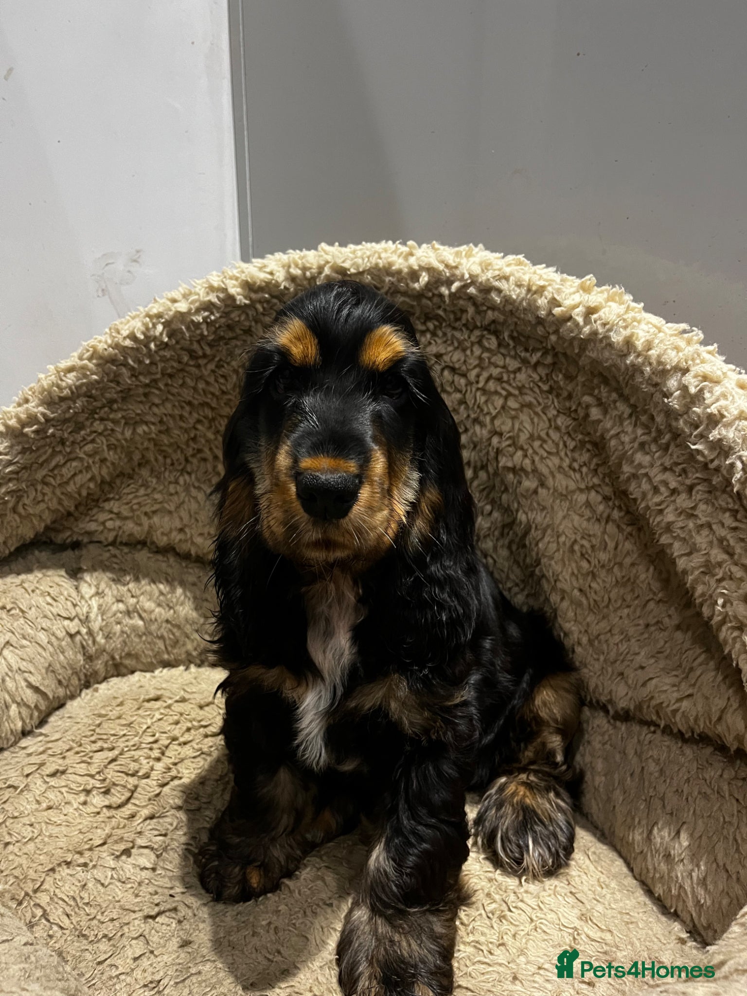 Cocker Spaniel Show Type for sale in Ormskirk | Pets4Homes