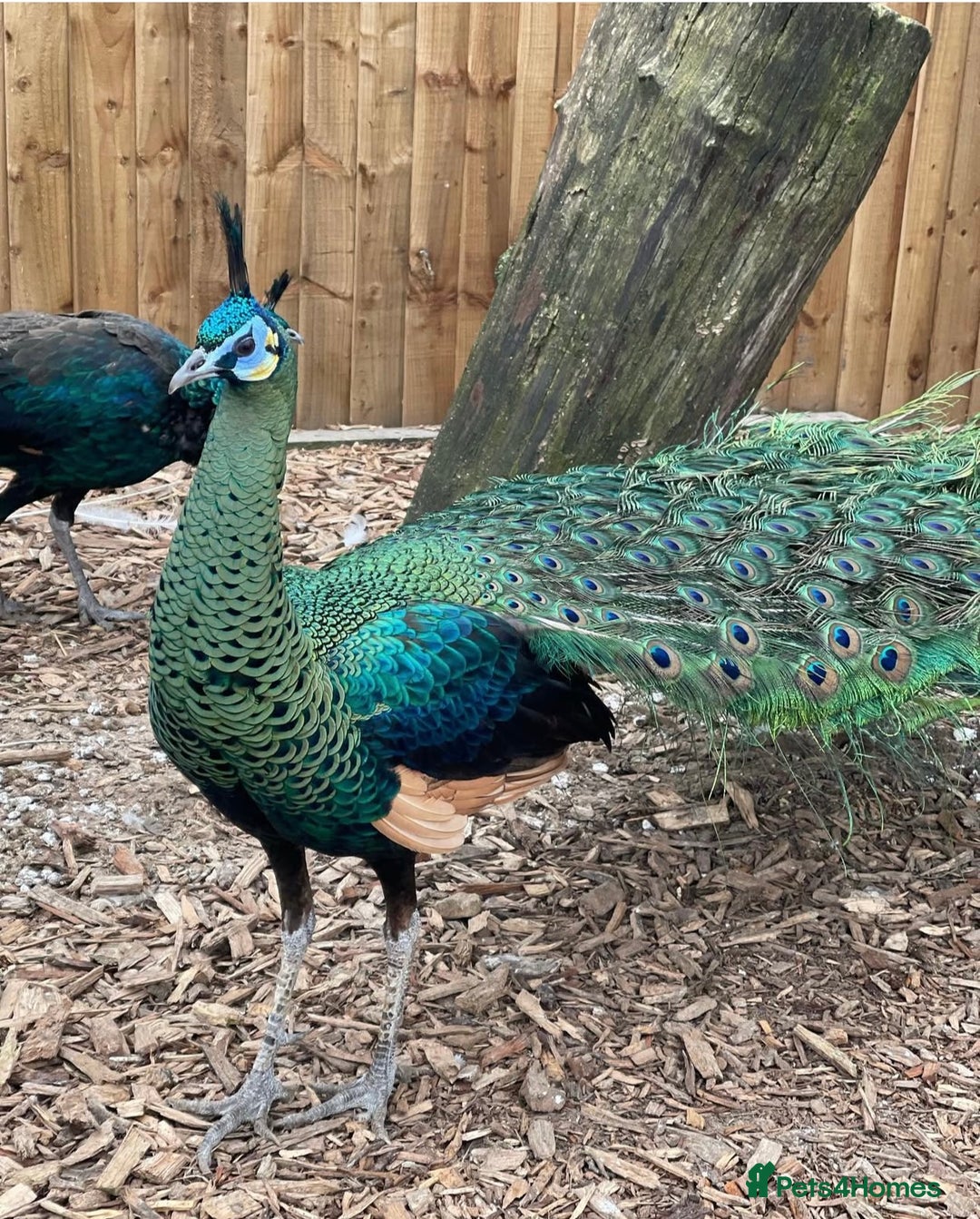 Java Green Male Peacock For Sale for sale in Poulton-le-Fylde | Pets4Homes