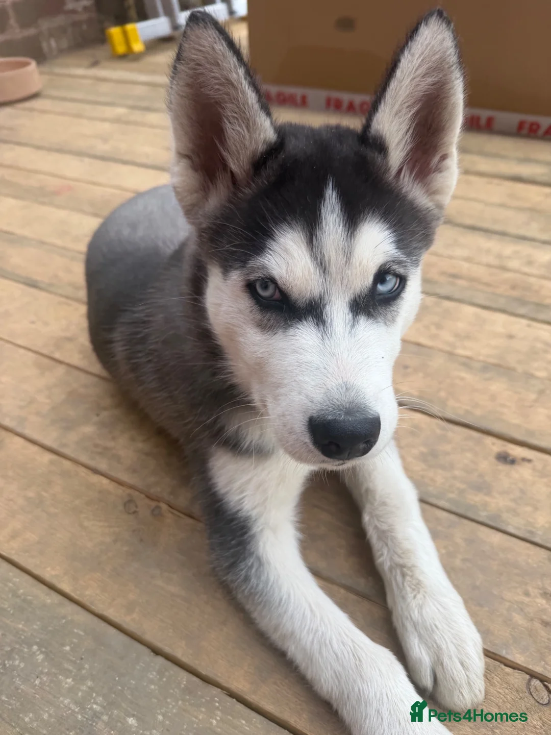 Stunning Siberian Husky Male Puppy for sale in Walsall | Pets4Homes