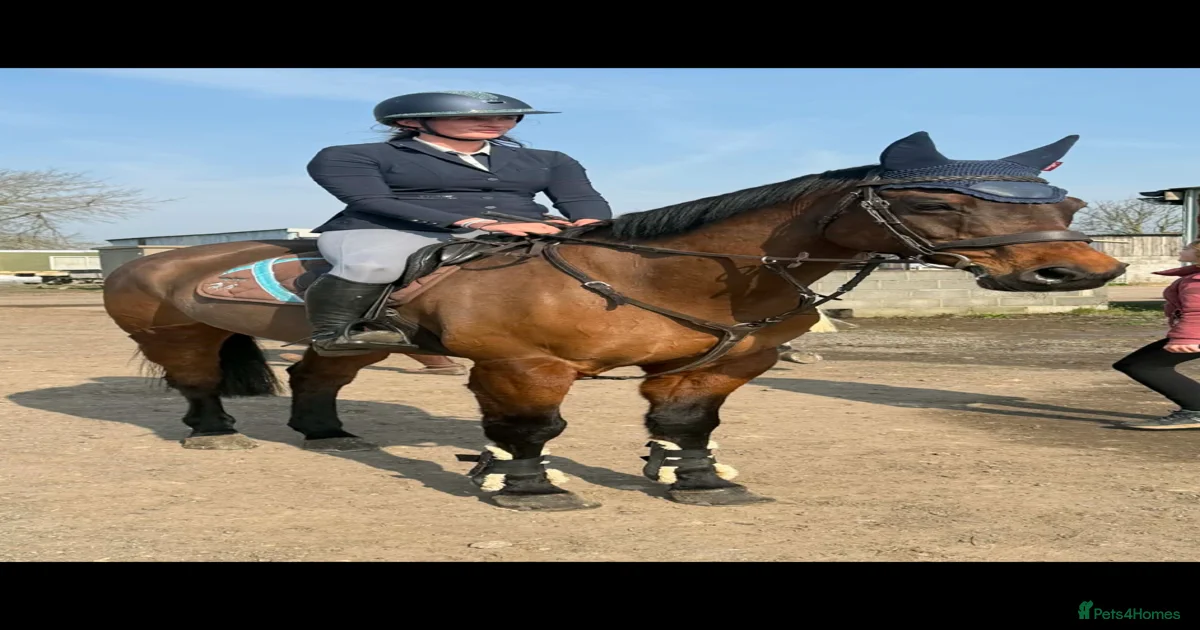 Horses for sale | Pets4Homes