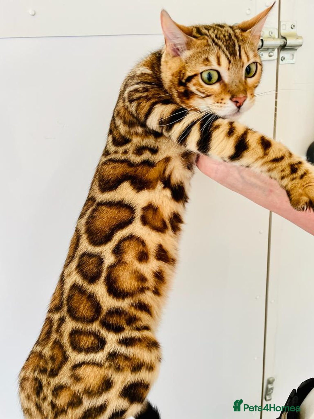 Licensed breeders of Savannah kittens | Pets4Homes